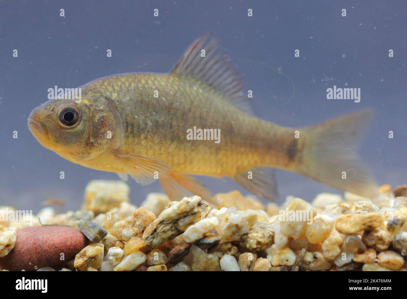 The crucian carp (Carassius carassius) in an underwater habitat Stock ...