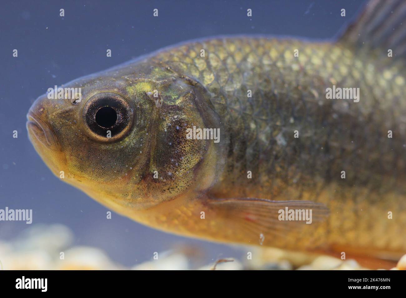 The crucian carp (Carassius carassius) in an underwater habitat Stock ...