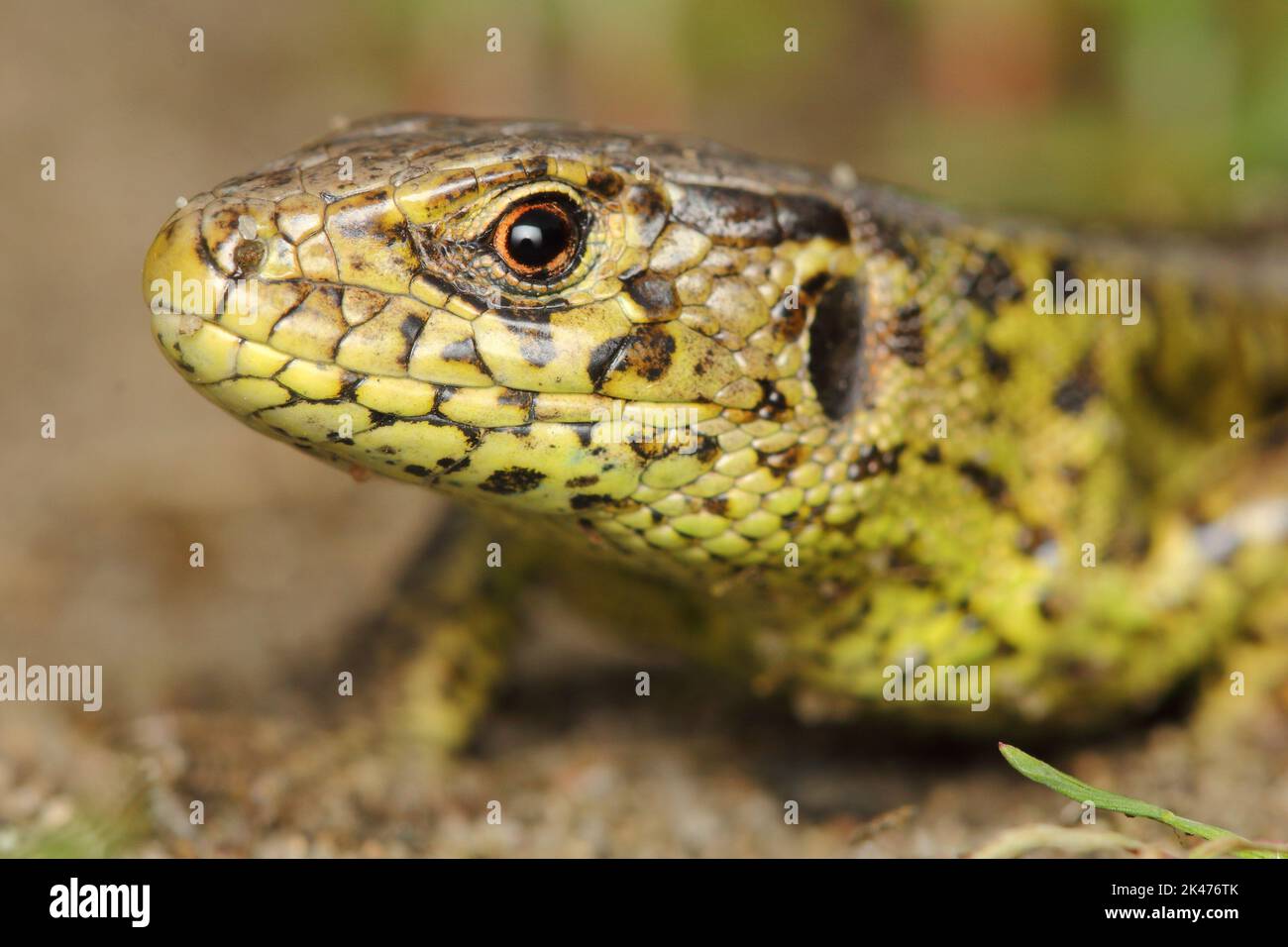 Lacerta agilis male hi-res stock photography and images - Alamy