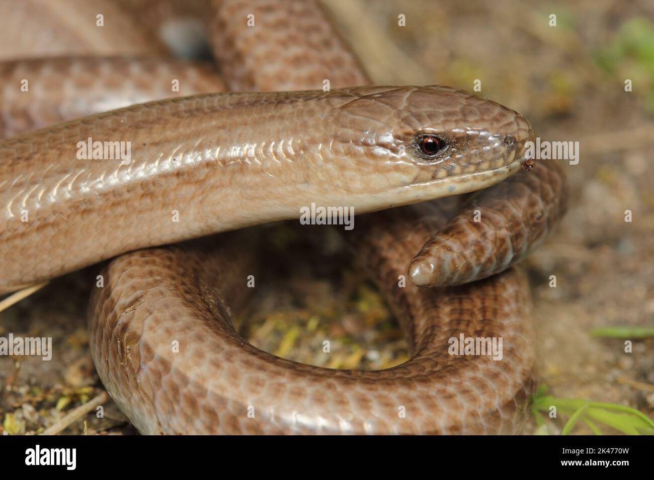 The slow worm, deaf adder, a slowworm, blindworm, long-cripple (Anguis ...