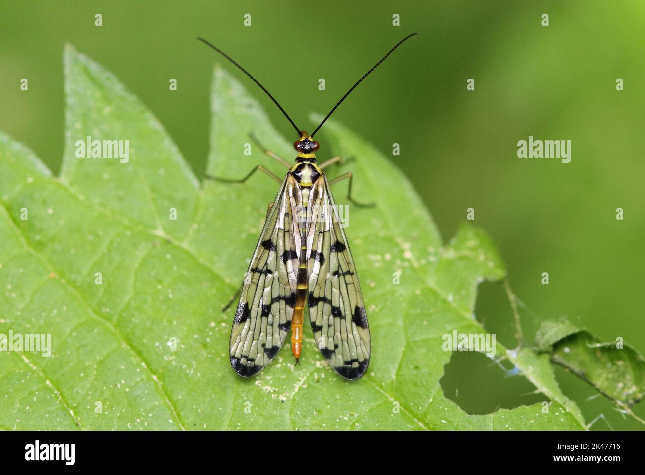 the common scorpionfly (Panorpa communis) in a natural habitat Stock ...