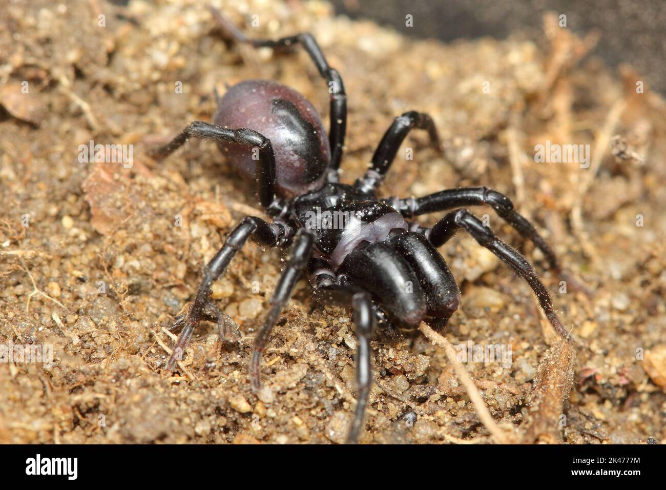 The mygalomorph spider - Atypus piceus, male in a natural habitat Stock ...
