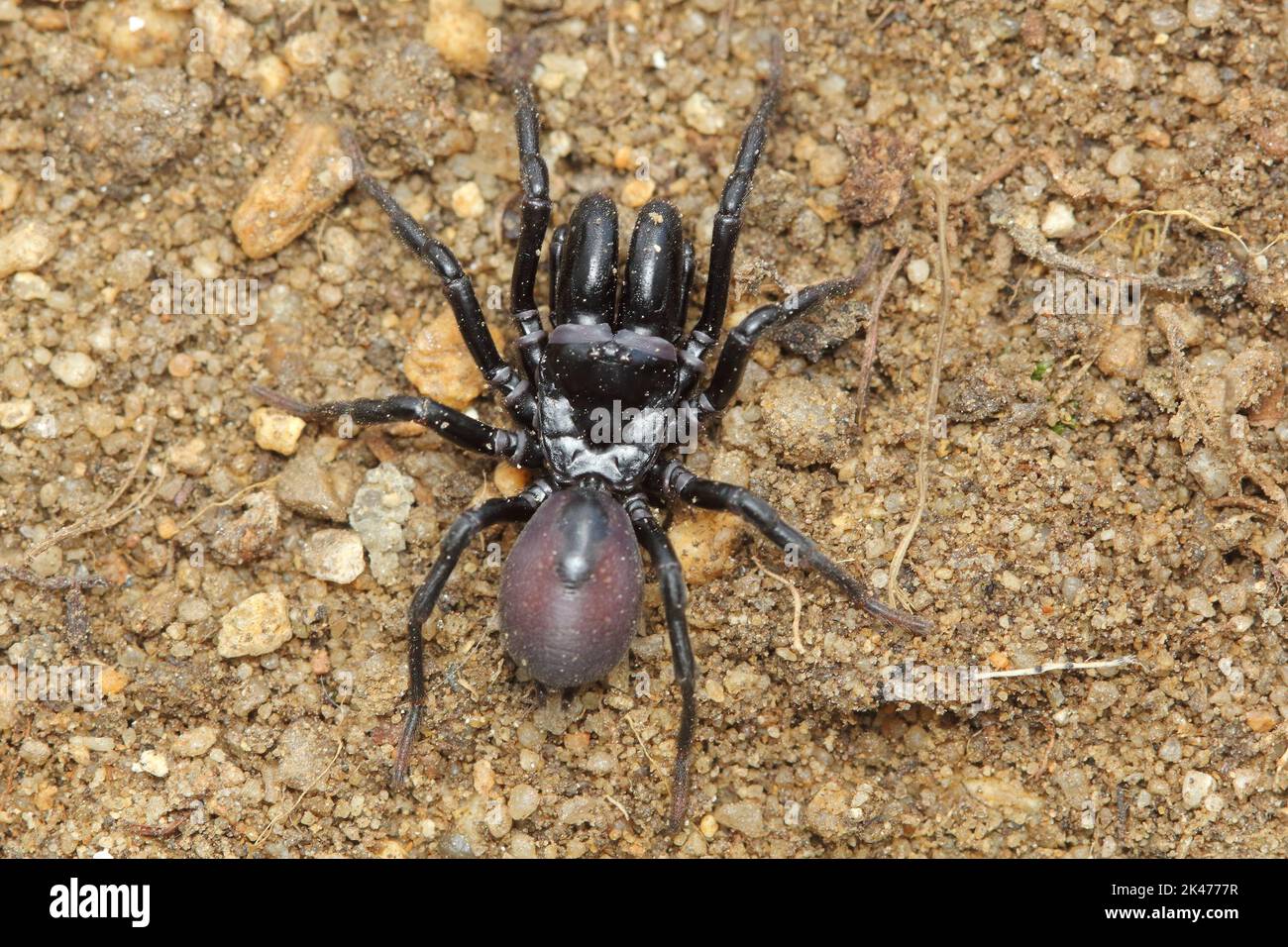 The mygalomorph spider - Atypus piceus, male in a natural habitat Stock ...