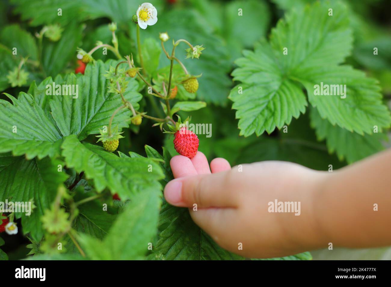 Hand picking strawberry hi-res stock photography and images - Alamy