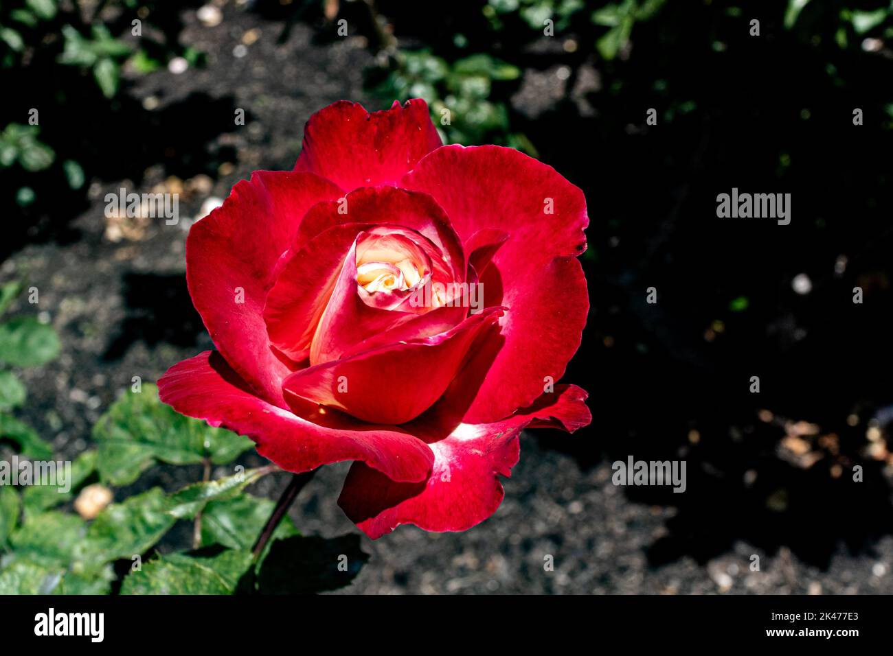 Beautiful Red Rose which is the standard Valentine Rose for holidays ...