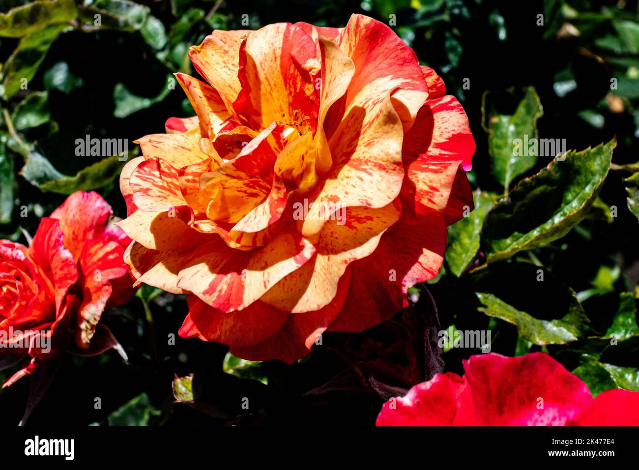 China rose rosa chinensis hi-res stock photography and images - Alamy
