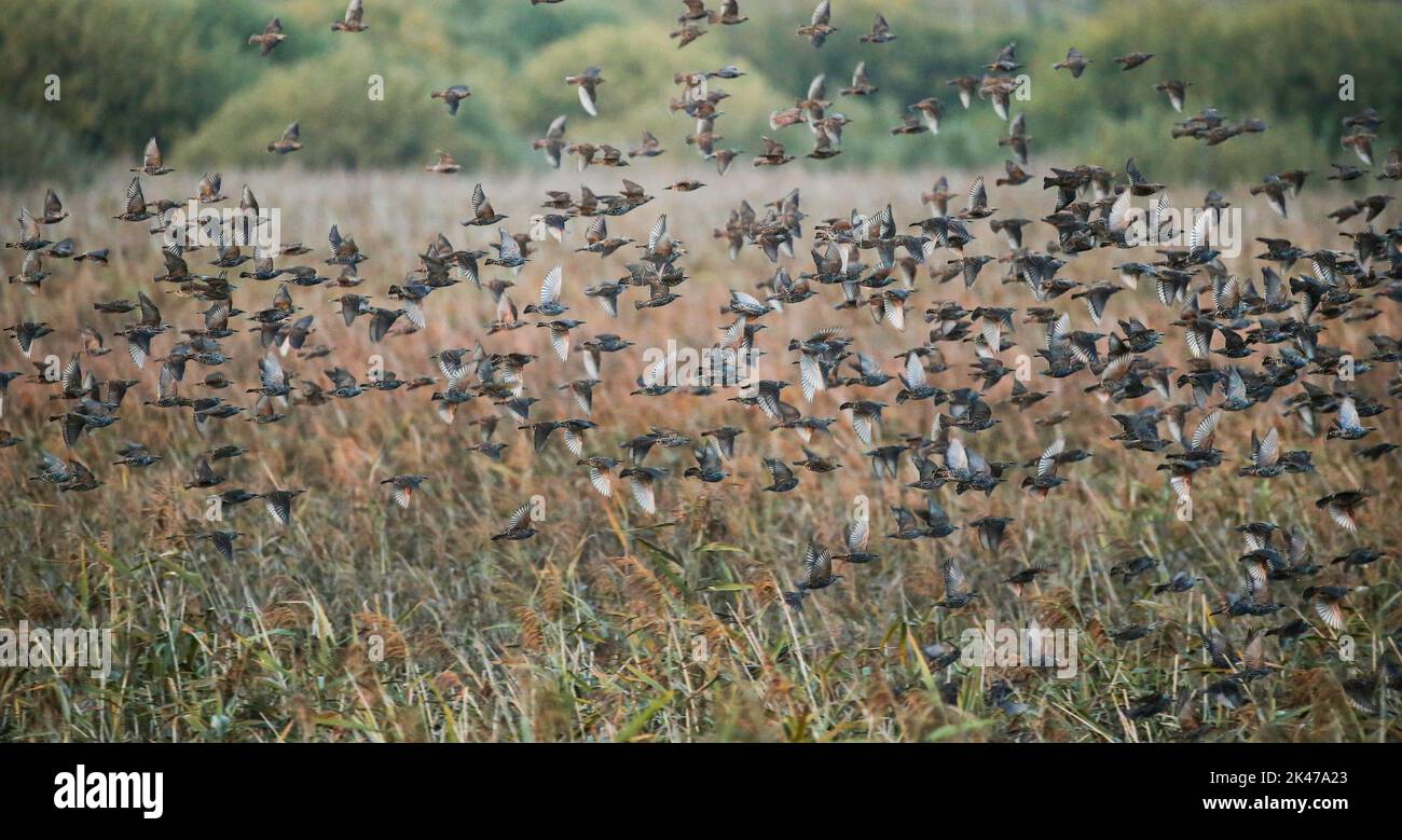 Bad Buchau, Germany. 30th Sep, 2022. Hundreds of starlings fly in the ...