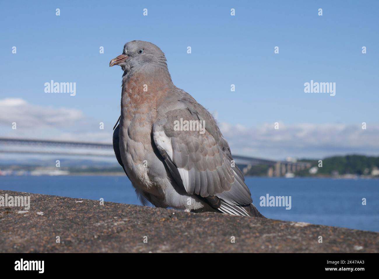 A pigeon suns itself in Queensferry, Scotland Stock Photo - Alamy