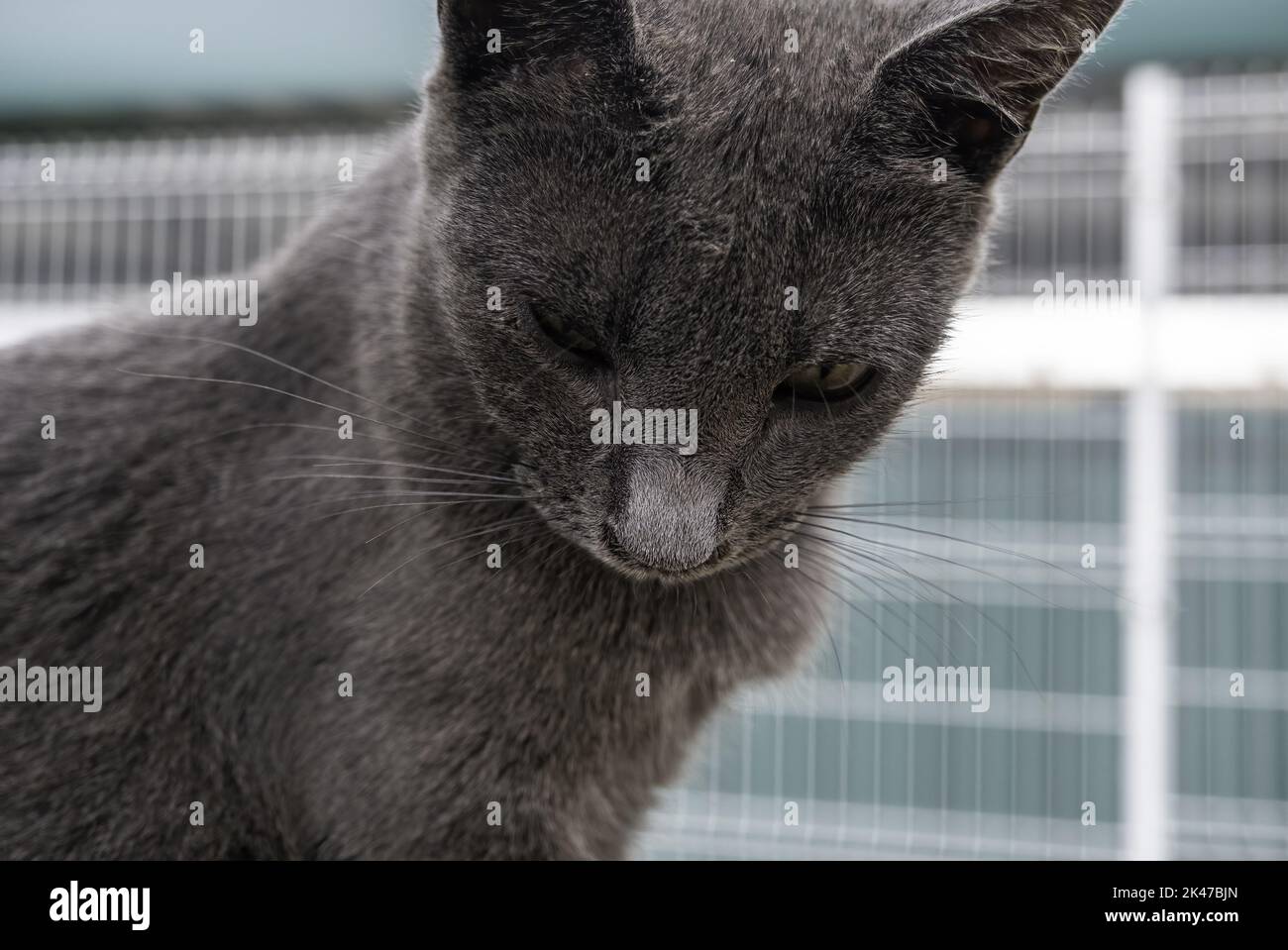 Exotic cat hi-res stock photography and images - Alamy
