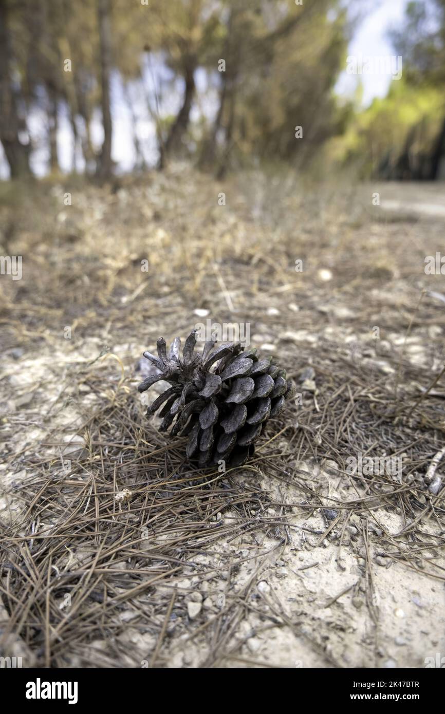 Pine fruit detail, nature and environment Stock Photo - Alamy