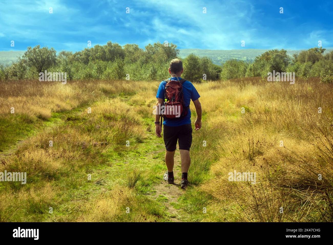 Man walking on Staffordshire Wildlife Trusts nature reserve Gun Hill on ...