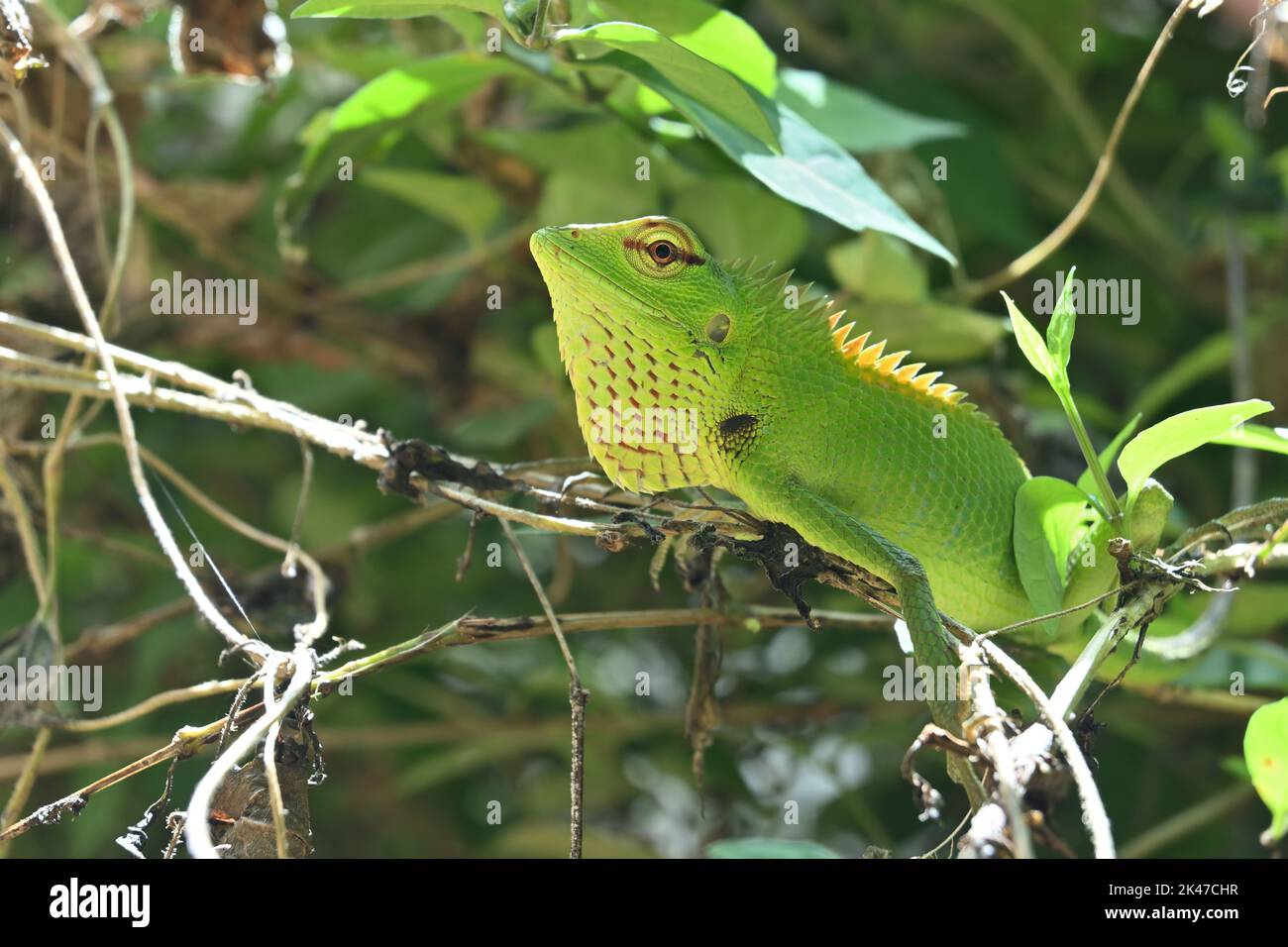 With extended dewlap hi-res stock photography and images - Alamy