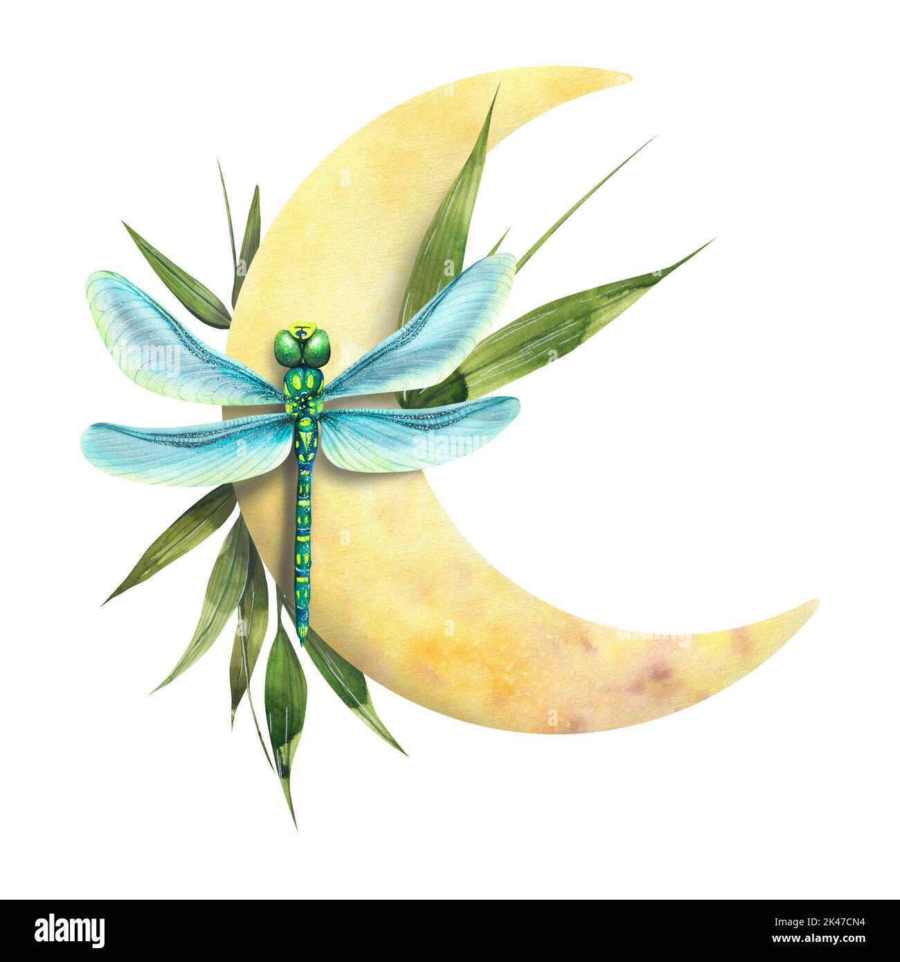 The moon with a blue dragonfly and bamboo leaves. Watercolor ...