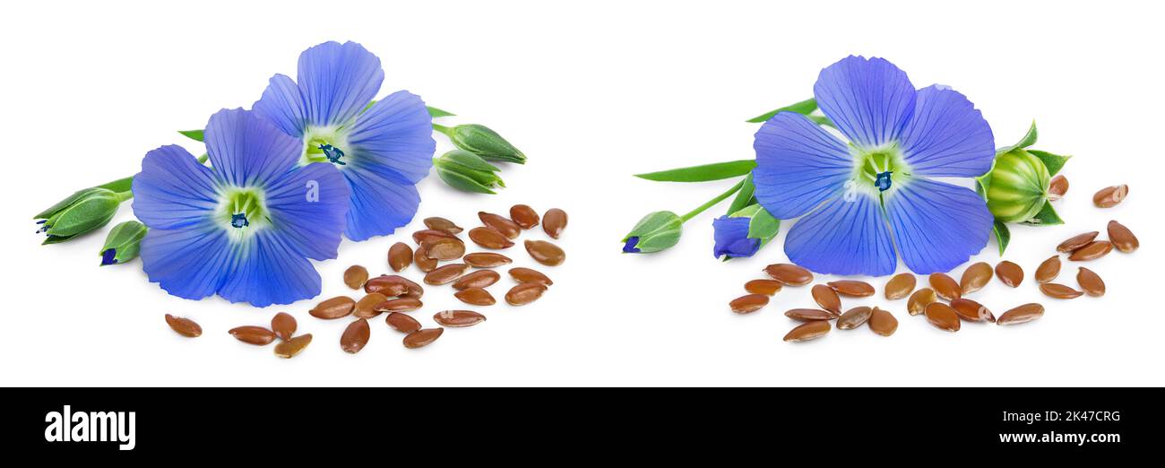 flax seeds with flower isolated on white background Stock Photo - Alamy
