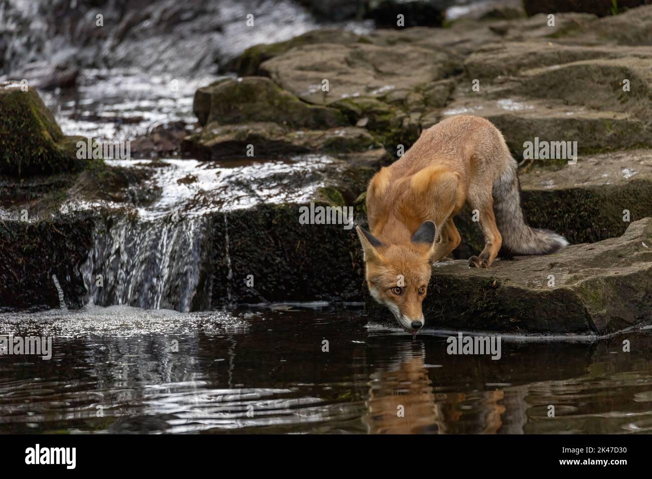 Portrait of cute fox drinking from a stream standing on the stone ...