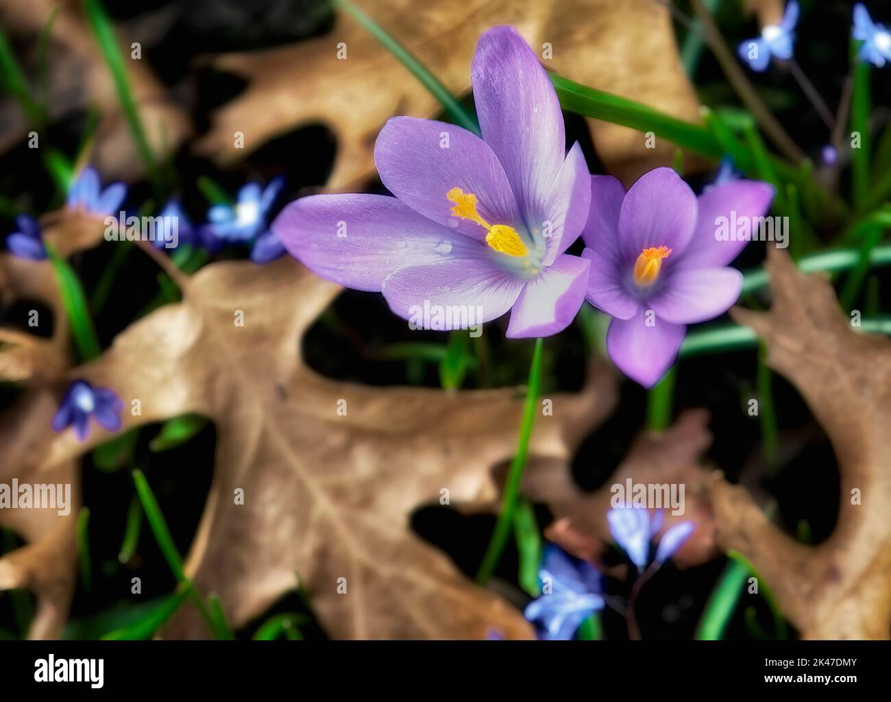 Oakleaves hi-res stock photography and images - Alamy