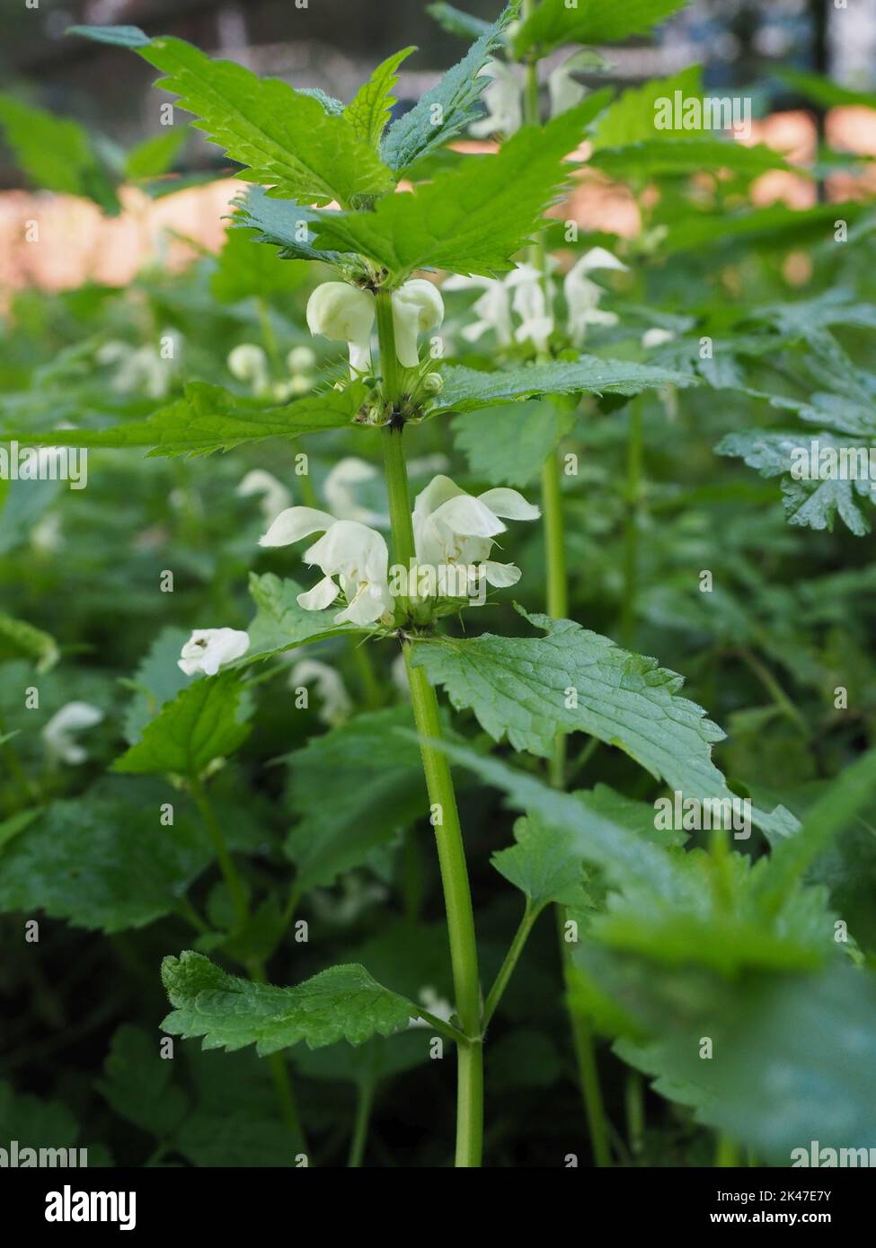 Lamium album, commonly called white nettle or white dead-nettle plant ...