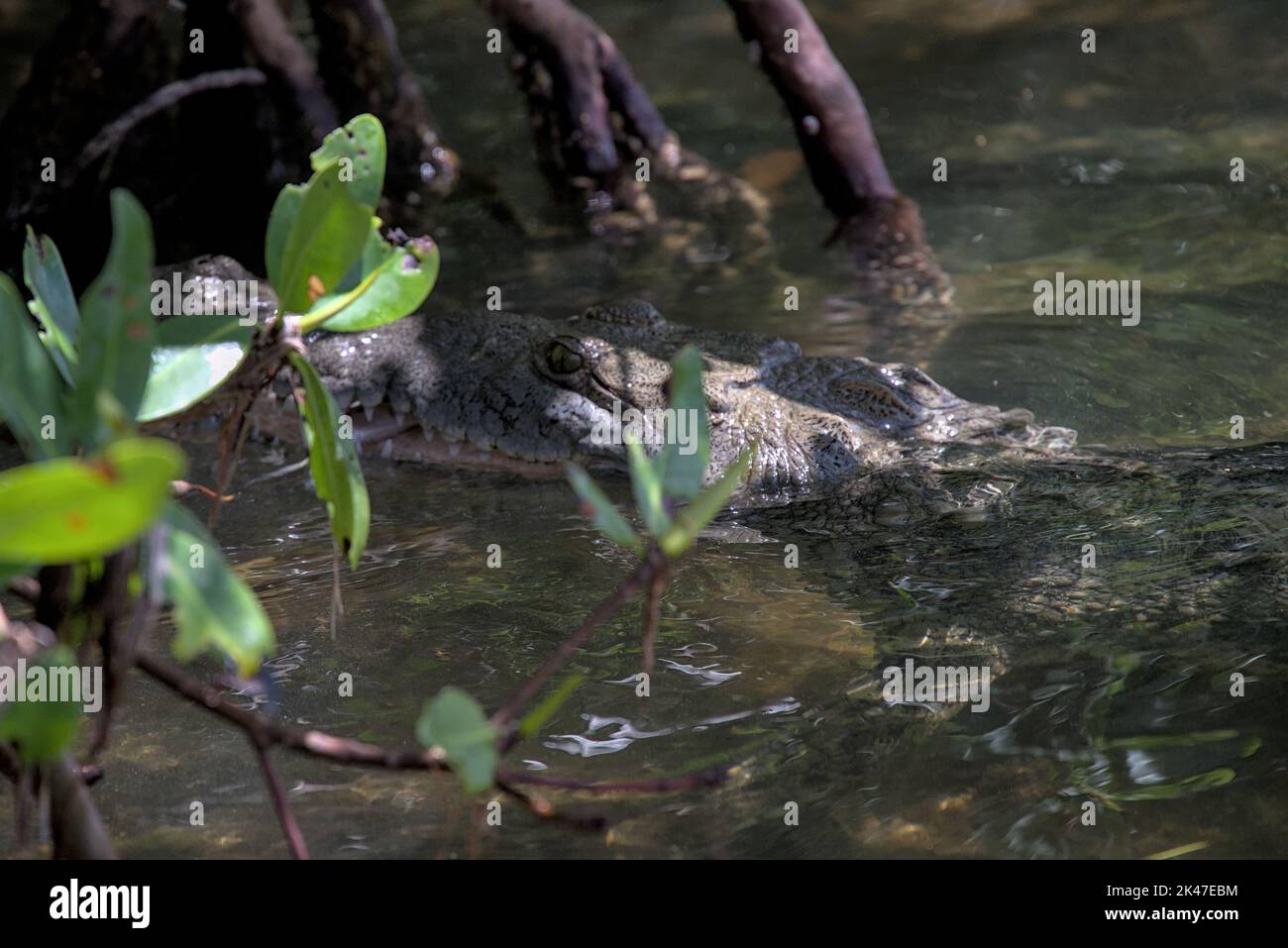 A saltwater mexican crocodile with fish in its mouth eating. Tourist ...