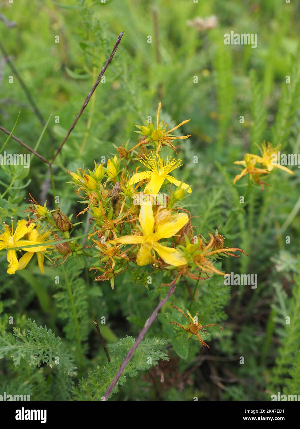 St. John's Wort plant and flowers Stock Photo - Alamy