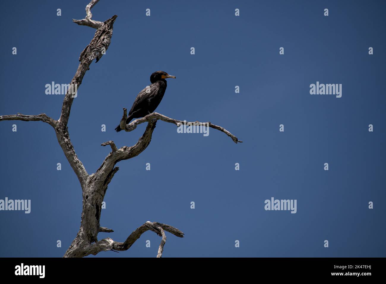 A black bird sits perched on dead tree branch scanning its surroundings ...
