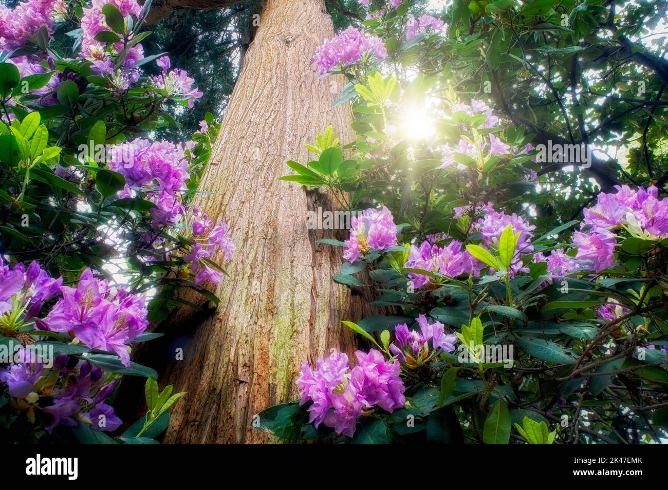 Rhododendron and Cedar tree. Crystal Springs Rhododendron Garden ...