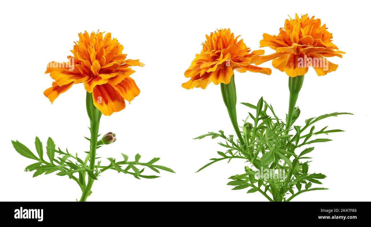 fresh marigold or tagetes erecta flower isolated on white background ...