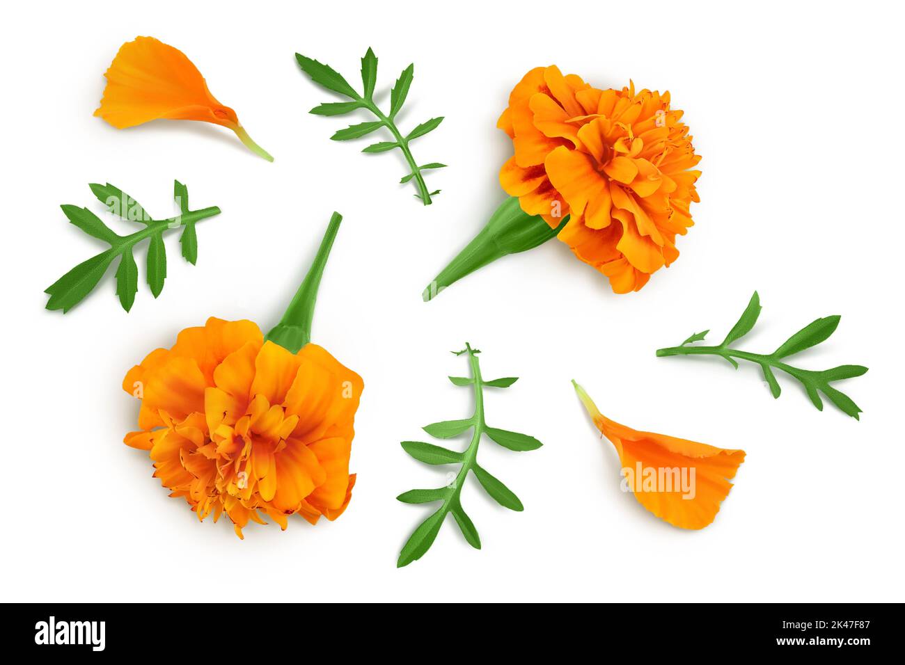 fresh marigold or tagetes erecta flower isolated on white background ...