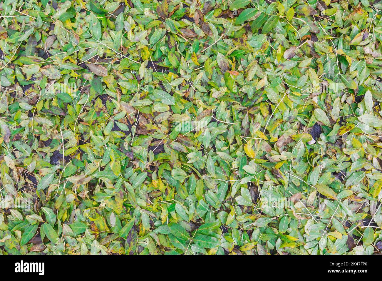 Fallen green leaves that did not have time to turn yellow Stock Photo ...