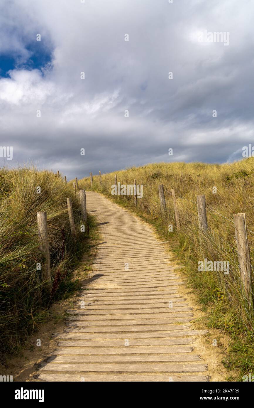 Vertical landscape of a sandy and wooden footpath leading through ...