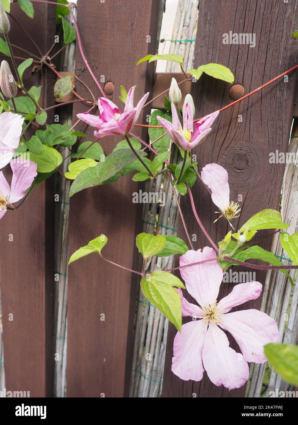 Clematis flowers between the planks of a fence Stock Photo - Alamy