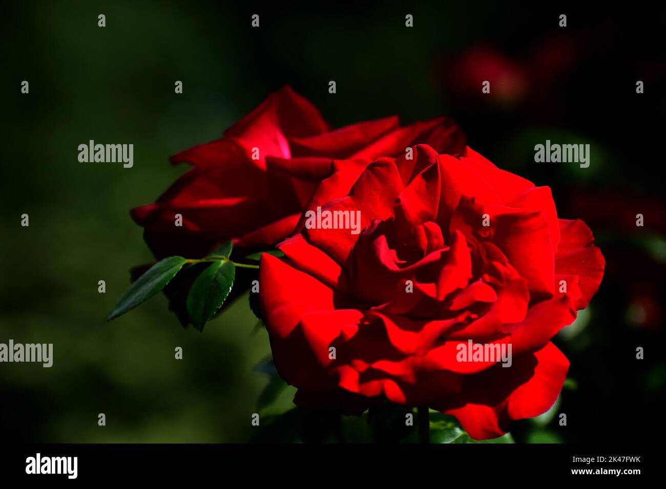 Two red roses rose garden hi-res stock photography and images - Alamy
