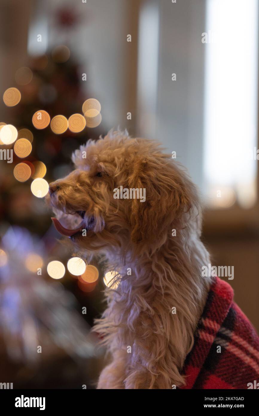 Cute puppy red toy poodle under blanket in Christmas day Stock Photo ...