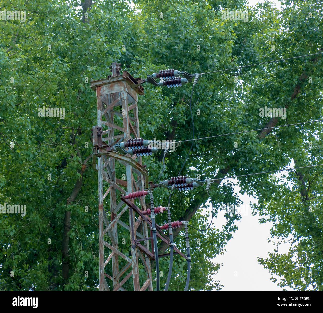 Power lines on the background of green foliage of trees Stock Photo - Alamy