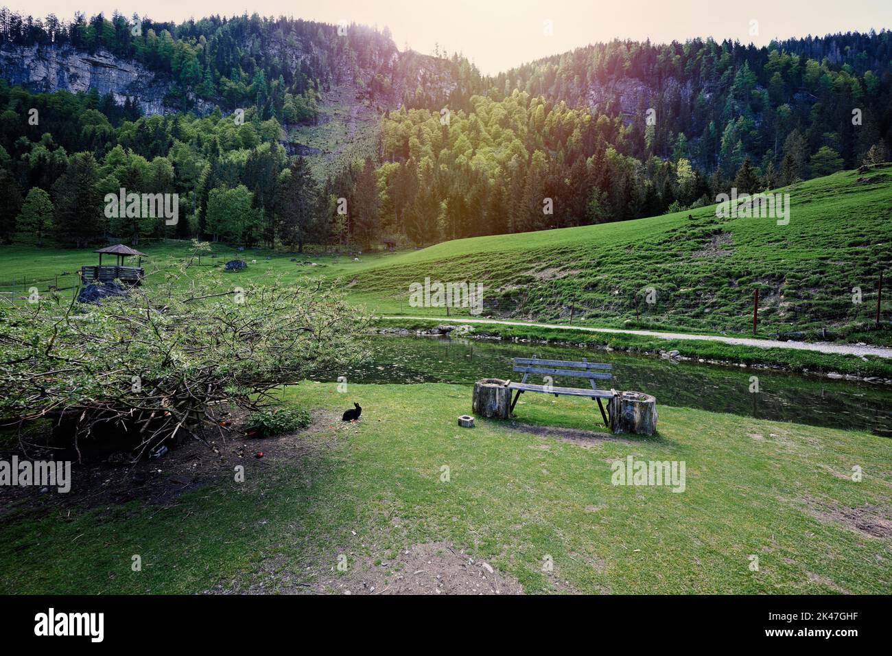 Rabbit on green grass at Untertauern wildpark, Austria Stock Photo - Alamy