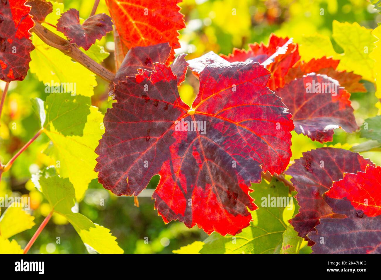 detail of colorful bright vine leaves in vineyard in the Rheingau ...
