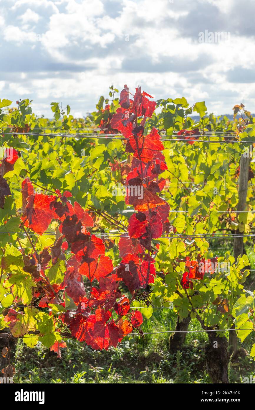 detail of colorful bright vine leaves in vineyard in the Rheingau ...