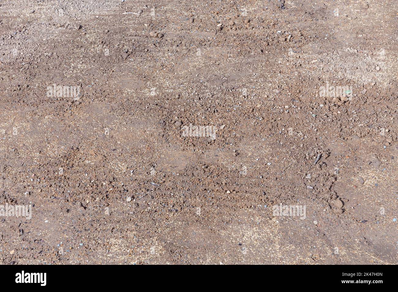 Fresh saw grass seed at the plantable soil hi-res stock photography and ...