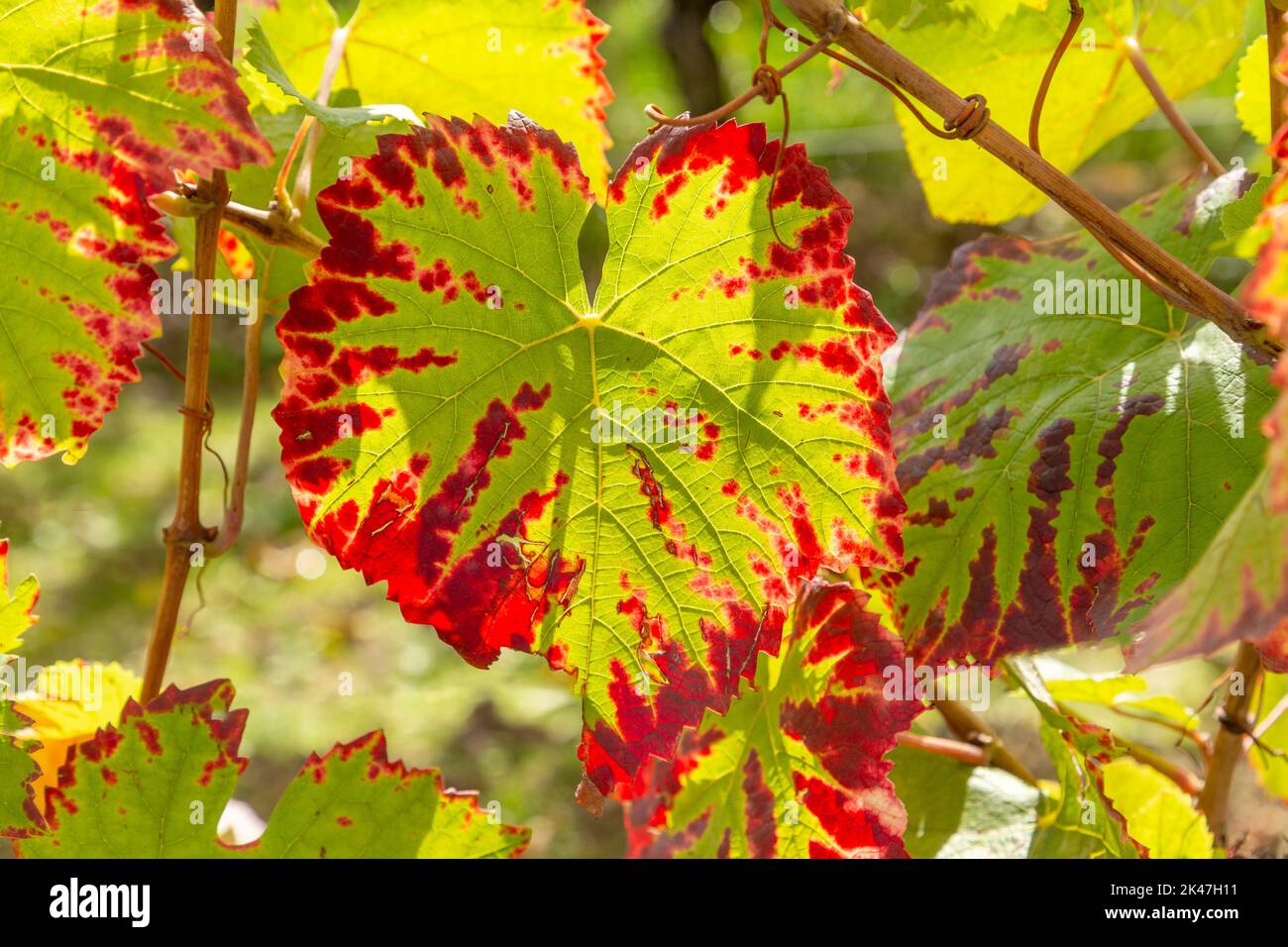 detail of colorful bright vine leaves in vineyard in the Rheingau ...