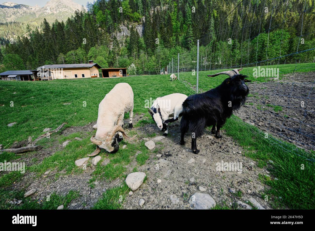 Mountain alpine goats at Untertauern wildpark, Austria Stock Photo - Alamy