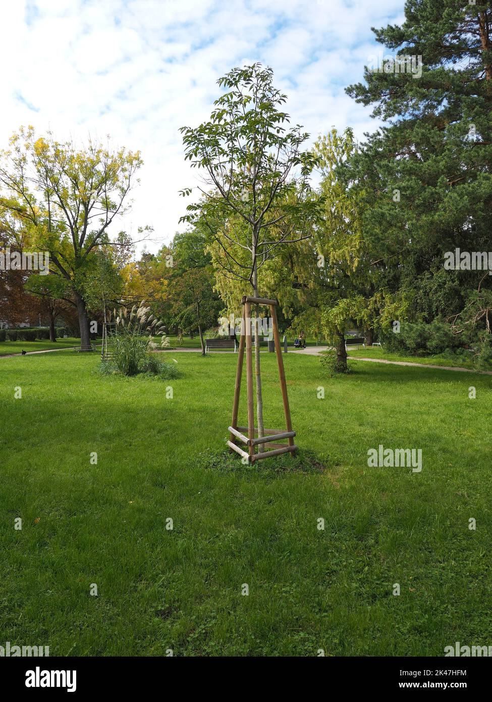 Young tree with wooden poles around protecting the tree. Example of ...