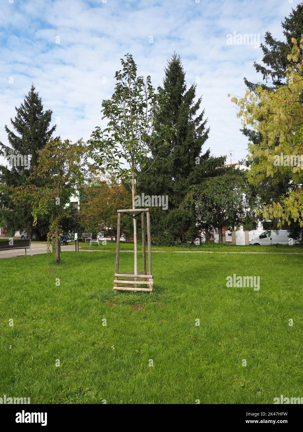 Prevent young tree damage hi-res stock photography and images - Alamy