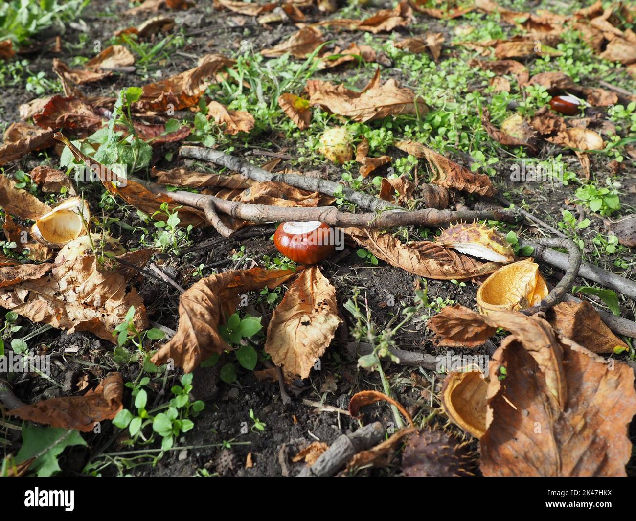 Shiny chestnut fallen on the ground between leaves and grass Stock ...