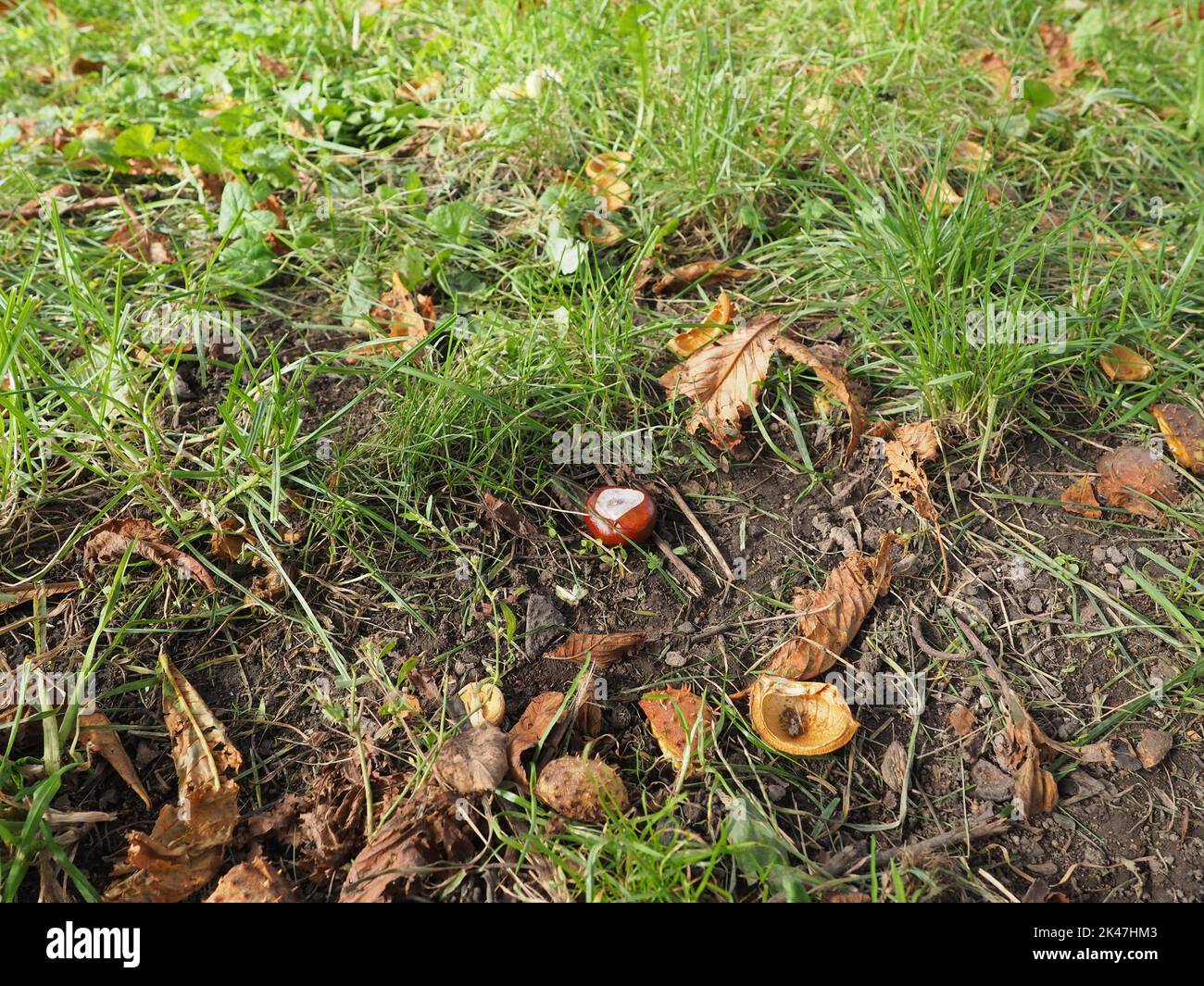 Shiny chestnut fallen on the ground between leaves and grass Stock ...