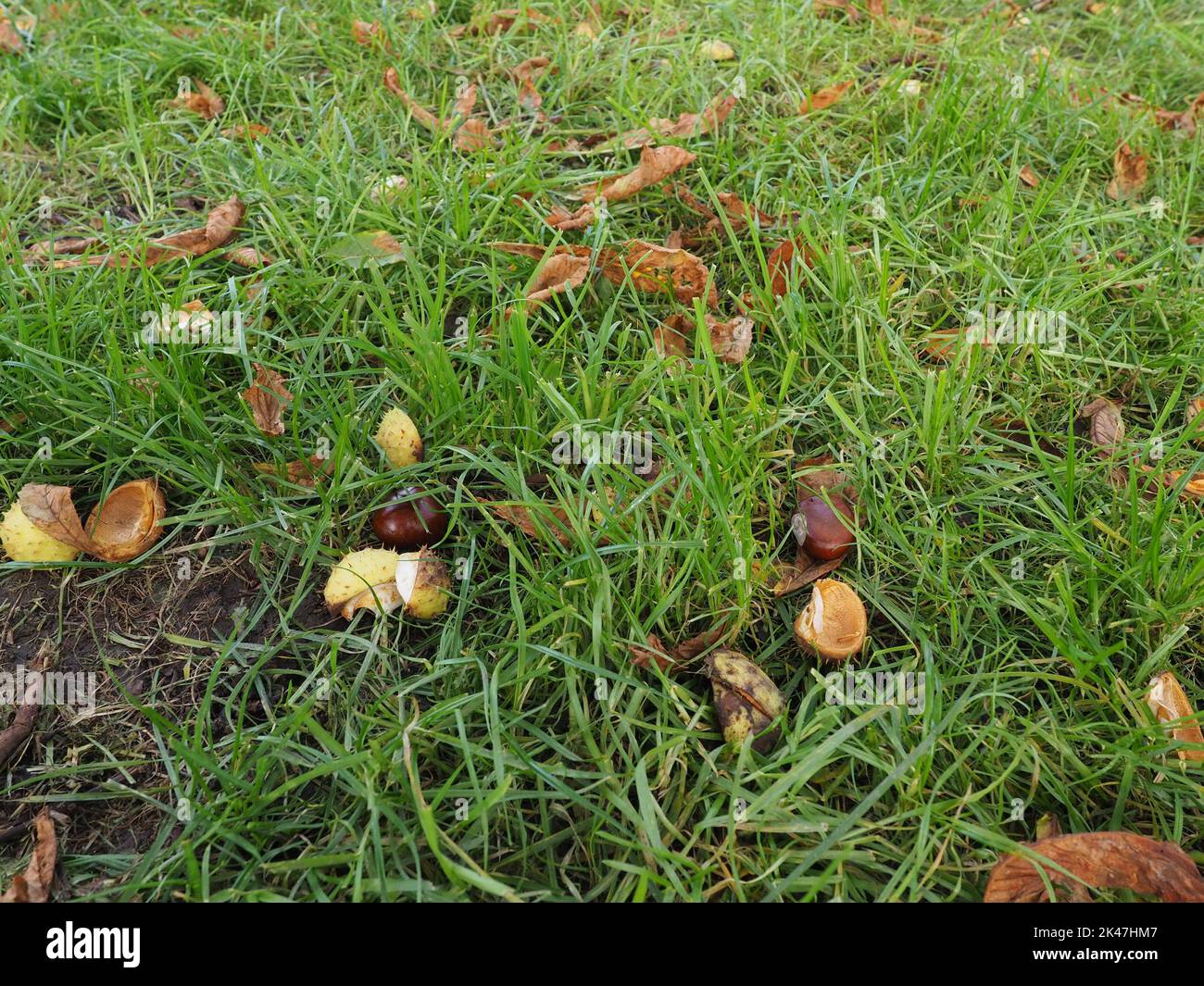 Shiny chestnut fallen on the ground between leaves and grass Stock ...