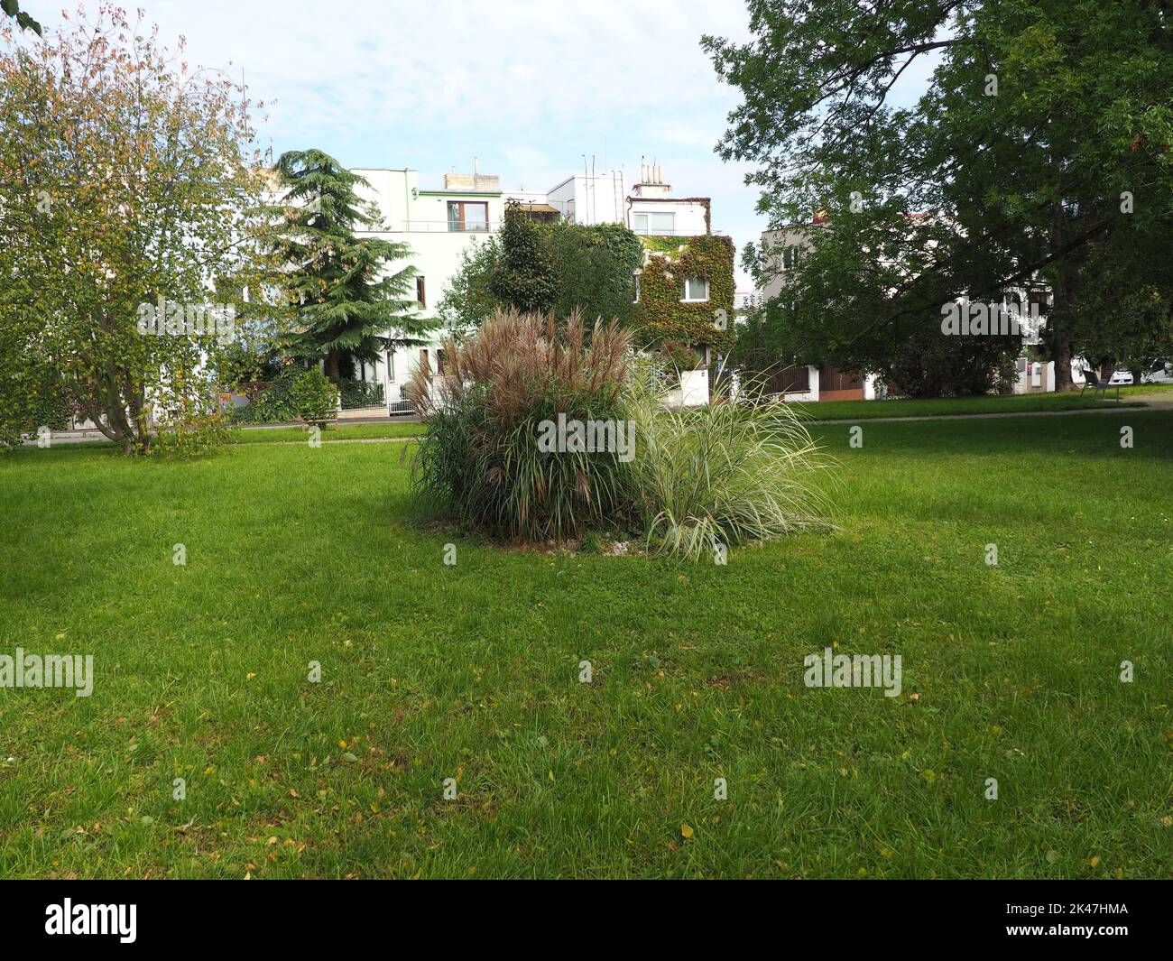 Bush of ornamental grass in a public park with a large and a small ...