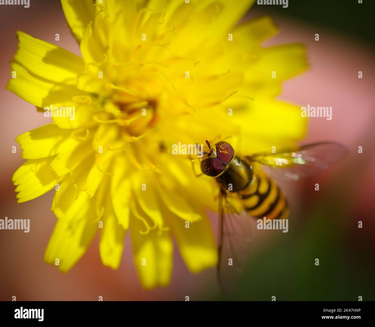 closeup of a hoverfly collecting nectar on a yellow flower Stock Photo ...