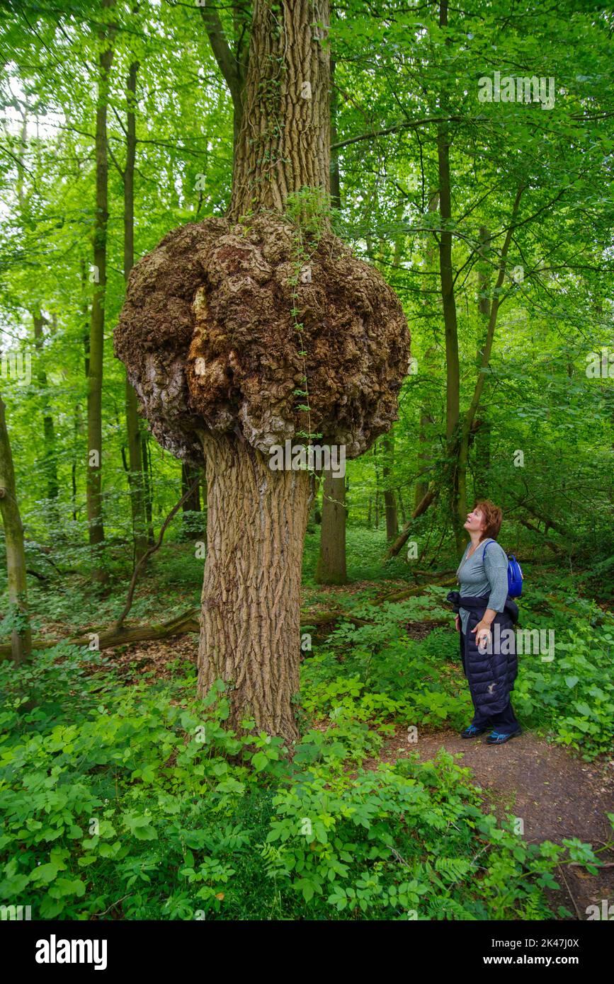 ROSSUM, NETHERLANDS - JUNE 5, 2022: woman looking up a tree with an ...