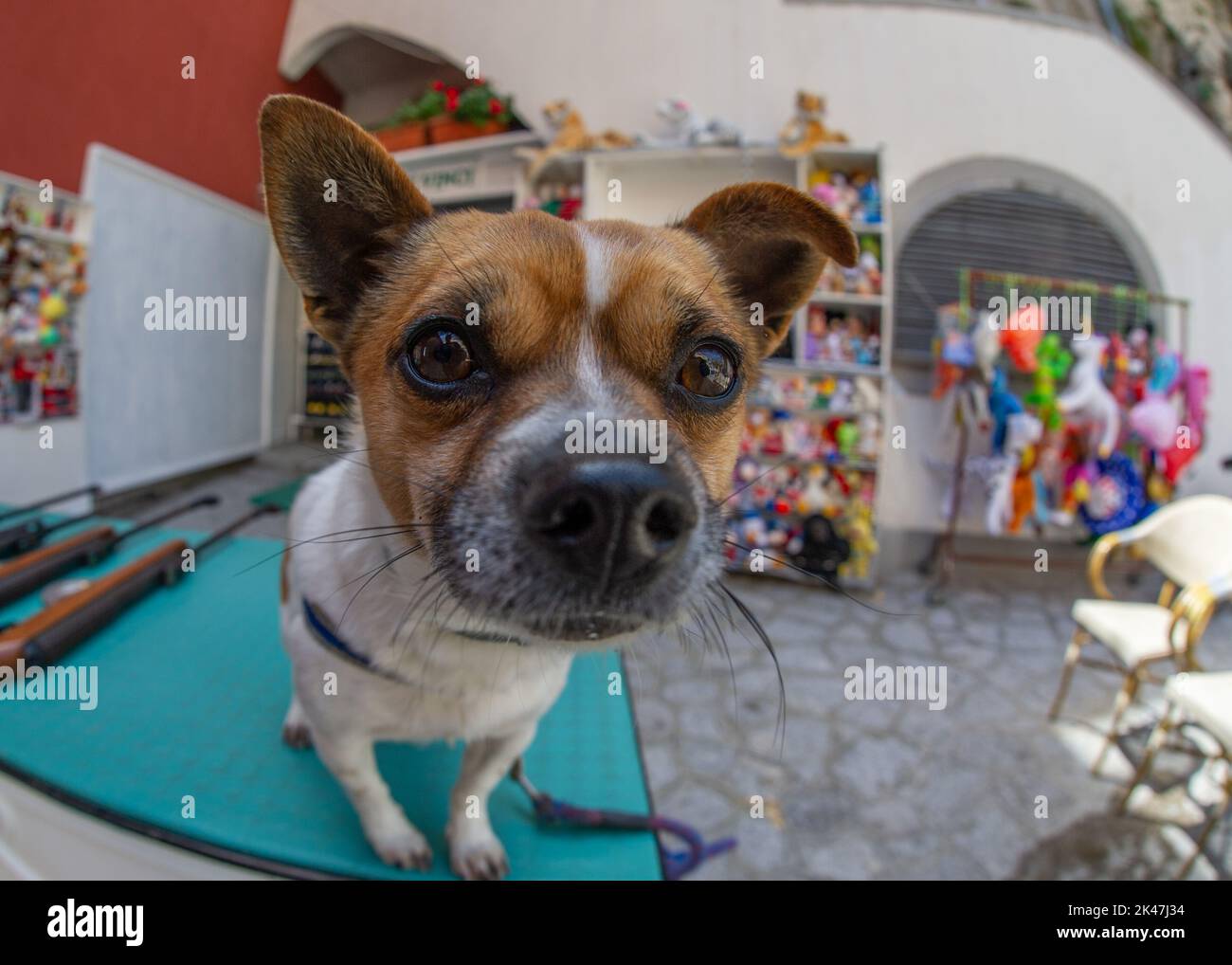 Small brown and white dog posing up close in Positano Italy Stock Photo ...