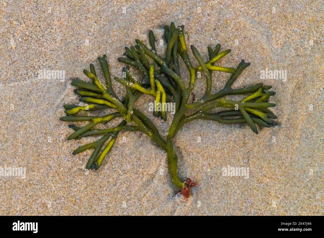 algae seaweed displayed in the sand resembling a tree Stock Photo - Alamy