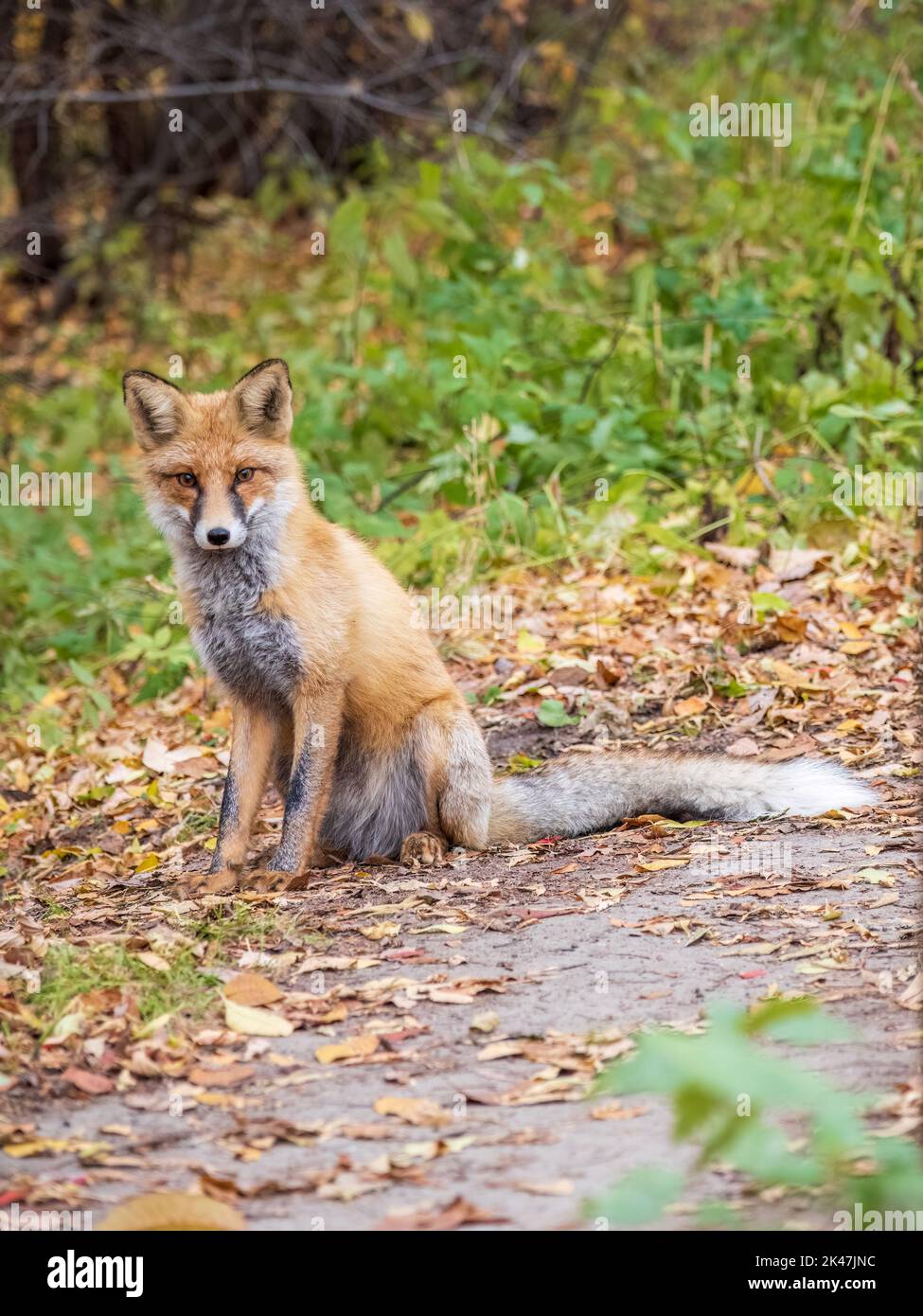 Red fox, Vulpes vulpes, sits on autumn forest path. Close up of a red fox Vulpes vulpes, sitting ...